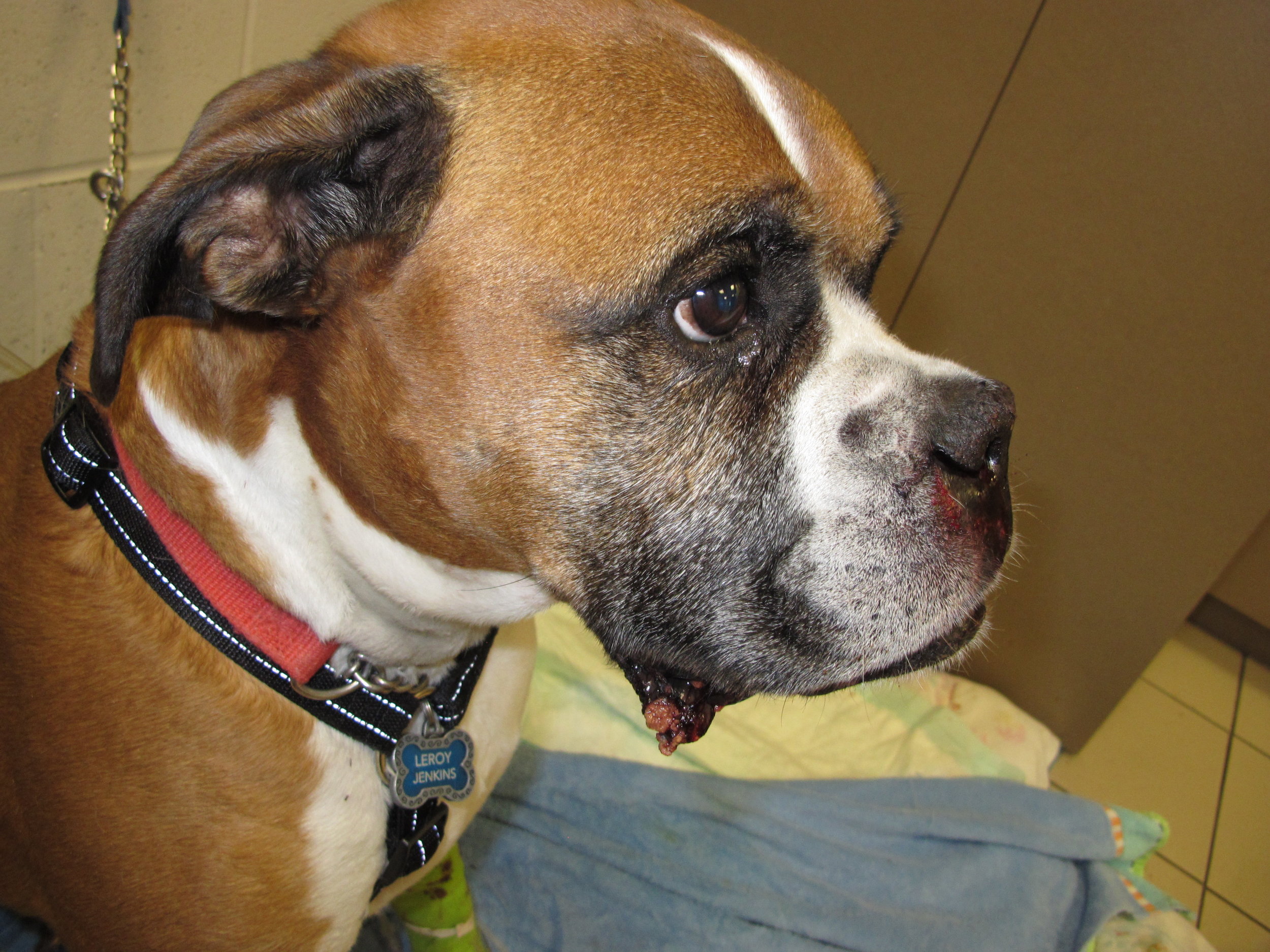 Maxillectomy - Rostral Unilateral — DR. JULIUS LIPTAK