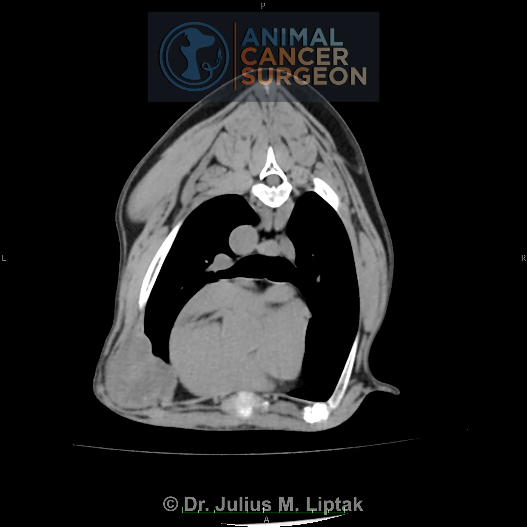 Chest Wall Resection and Reconstruction in a Dog with a Grade I ...