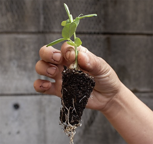 Light Sleeper: Fundraiser Dinner for Solid Ground — Chophouse Row