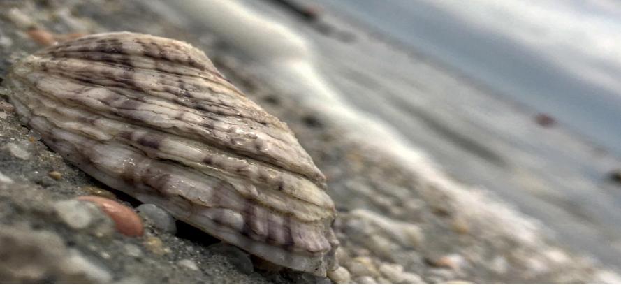 Barnegat Oyster Collective