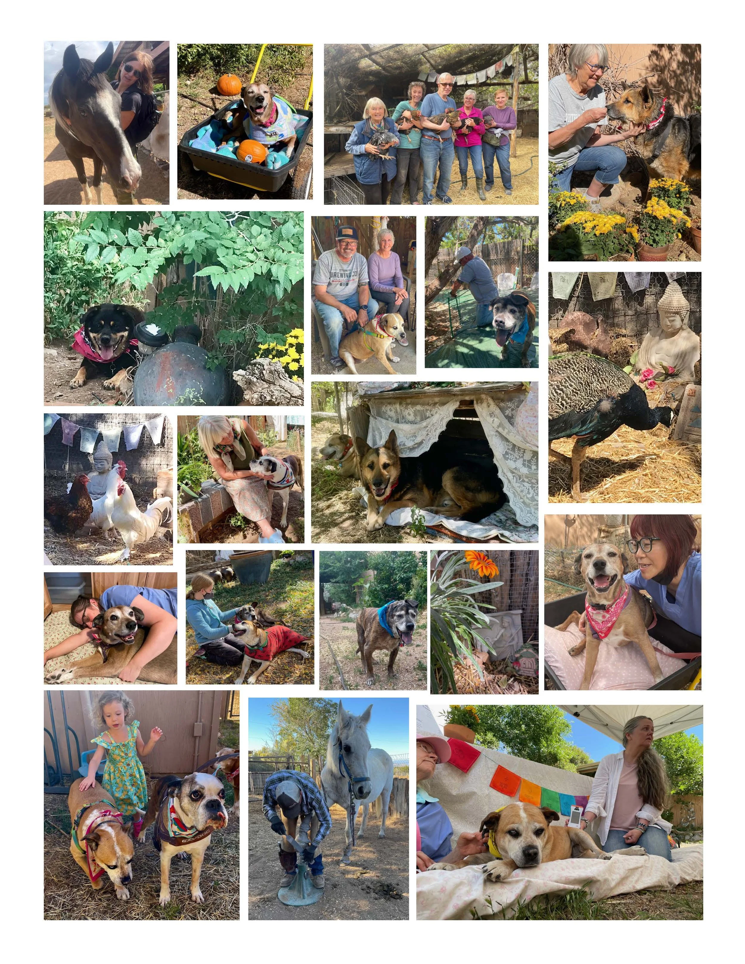 Kindred Spirits Animal Sanctuary