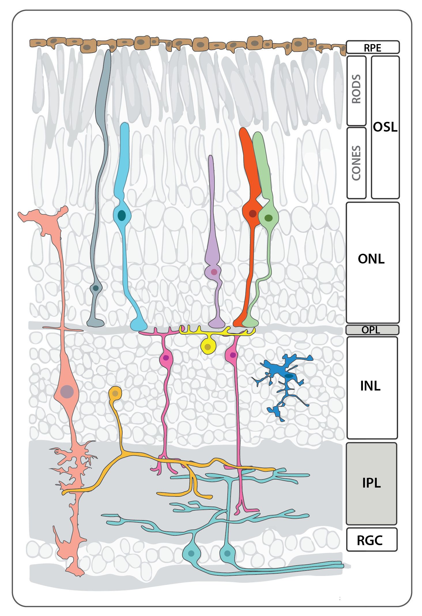 Retina — Zebrafish UCL