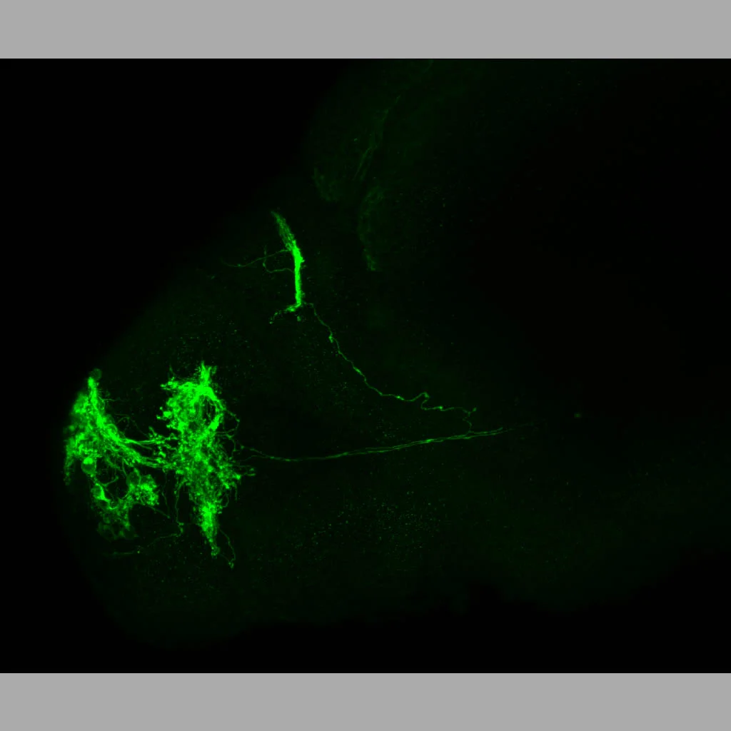 Image gallery — Zebrafish UCL