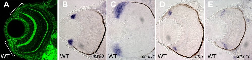 ciliary marginal zone — Zebrafish UCL