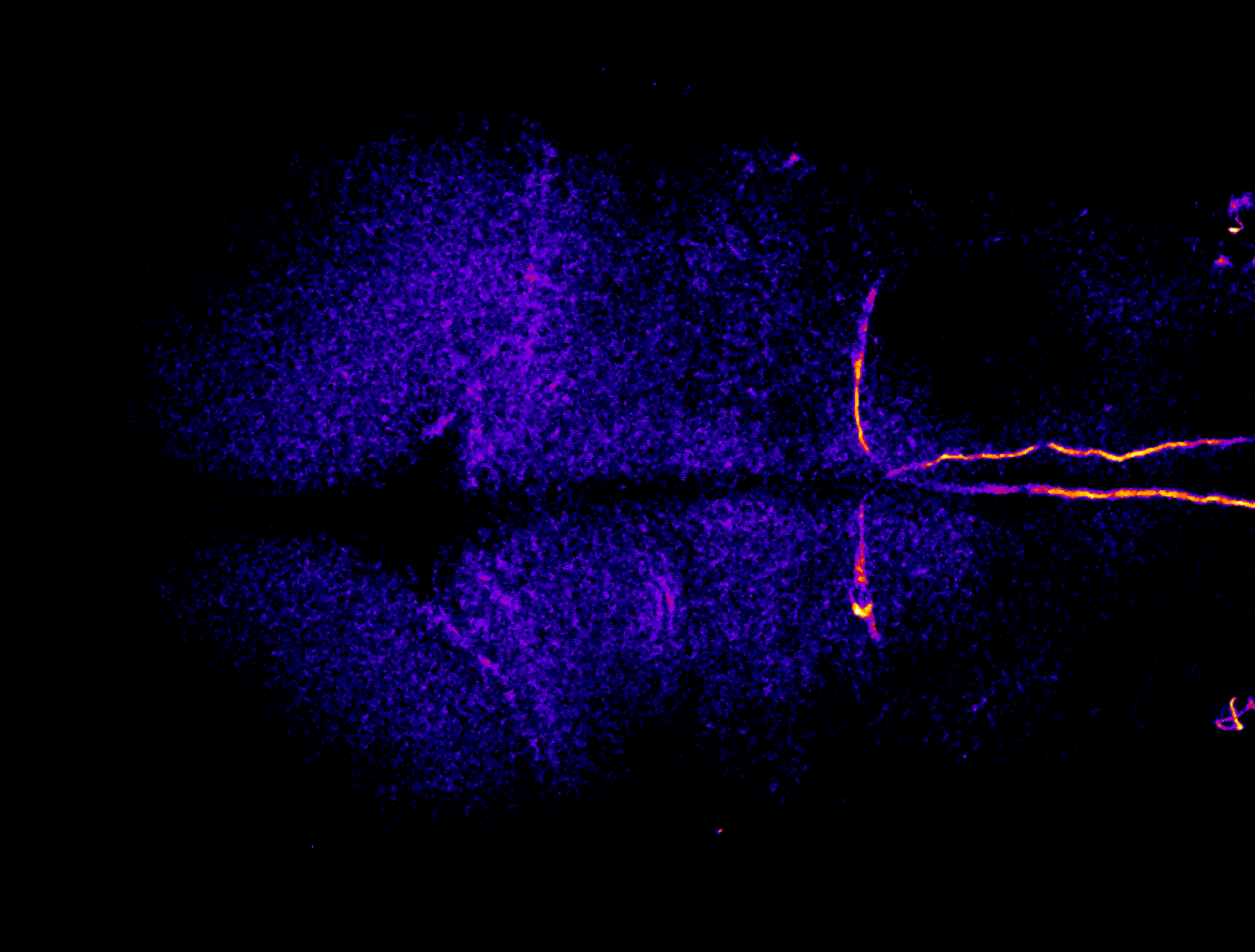 Antibodies — Zebrafish UCL