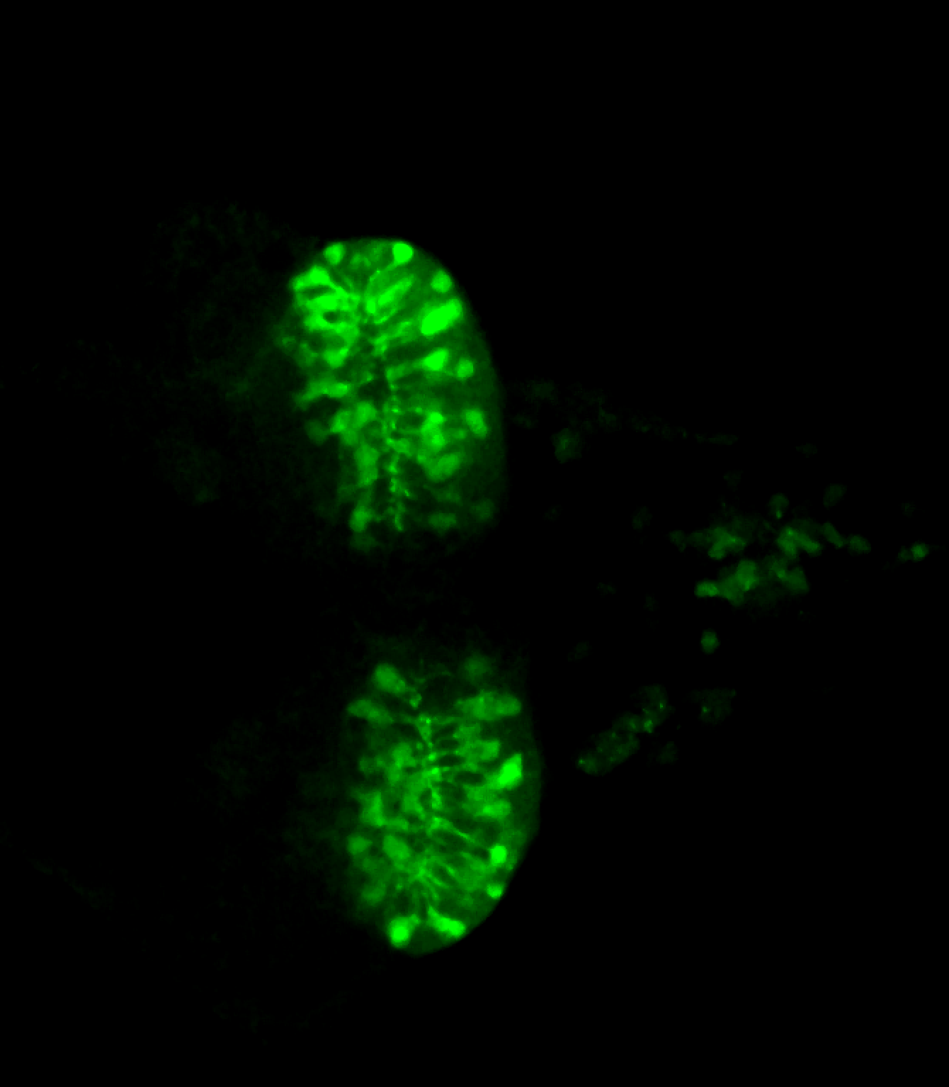 Antibodies — Zebrafish UCL