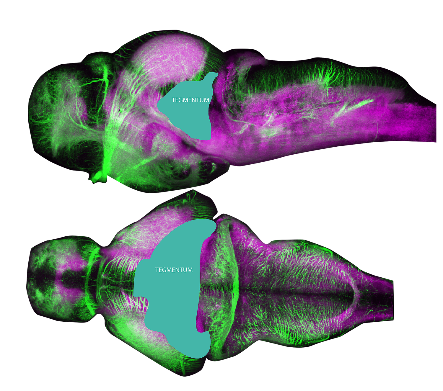 Midbrain Regions — Zebrafish UCL