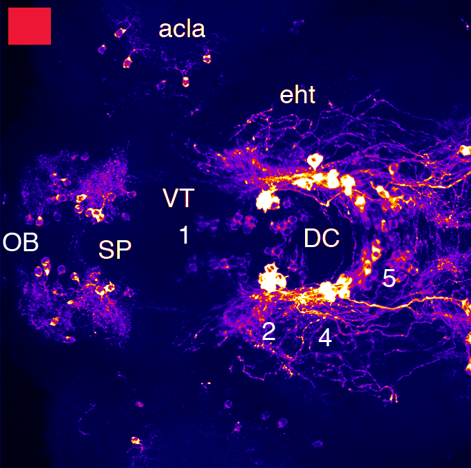 Dopamine — Zebrafish UCL