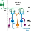 olfactory bulb — Zebrafish UCL