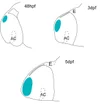 olfactory bulb — Zebrafish UCL