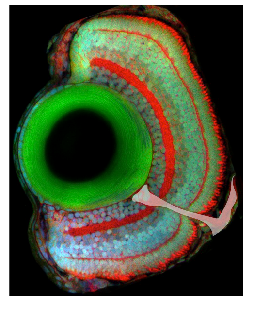 Cranial Nerves — Zebrafish UCL