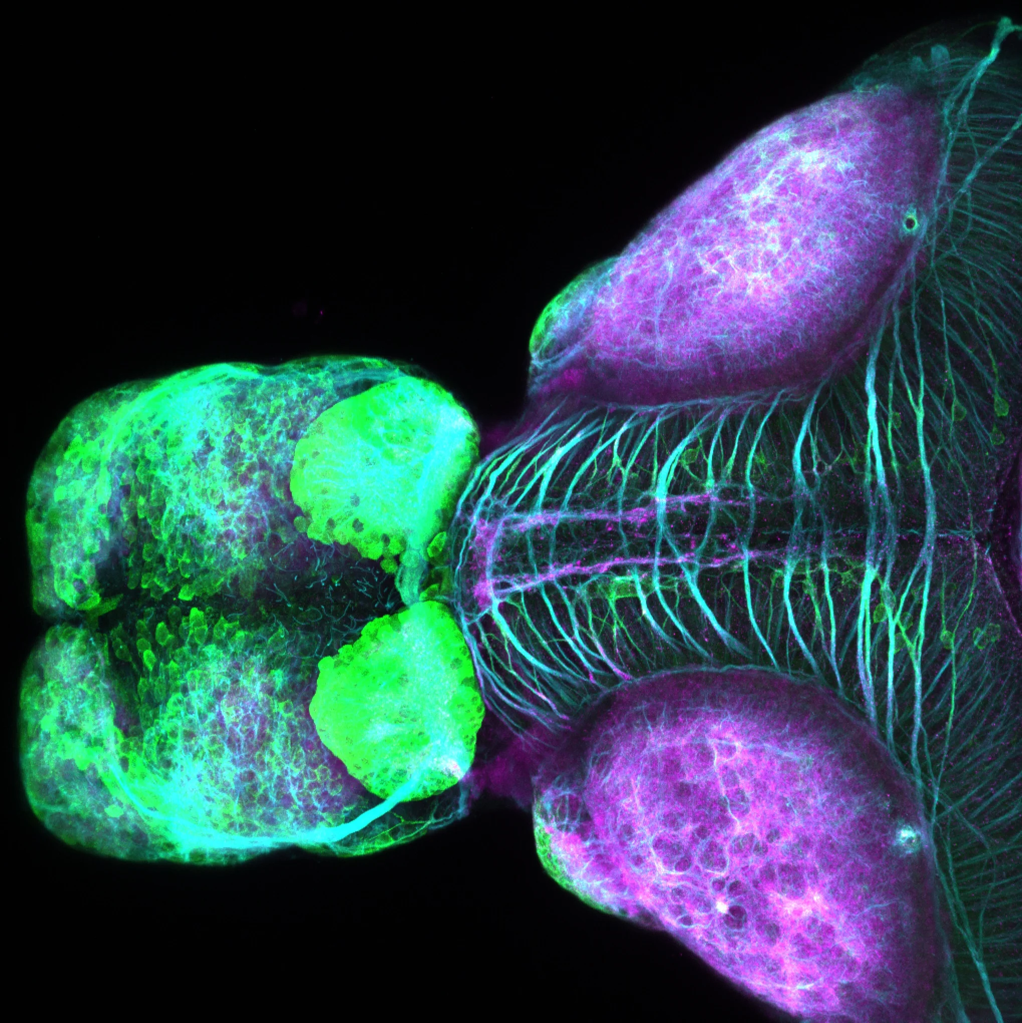 pretectum — Zebrafish UCL