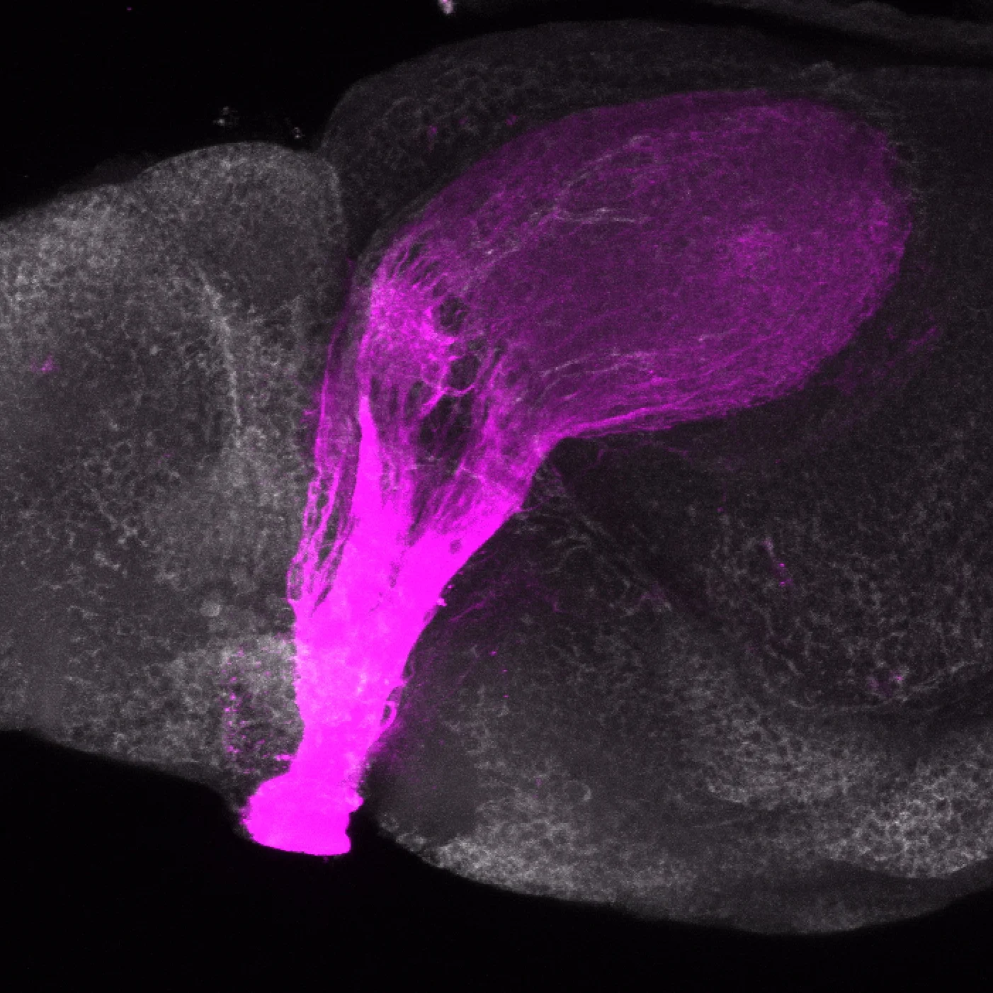 optic tectum — Zebrafish UCL