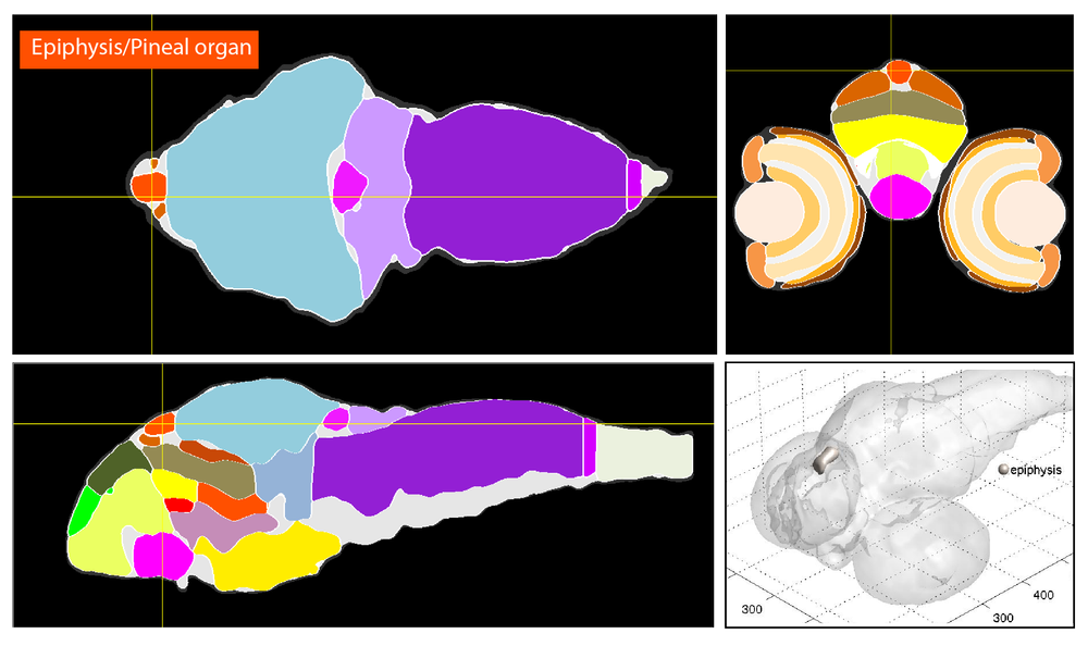 Forebrain Regions — Zebrafish UCL