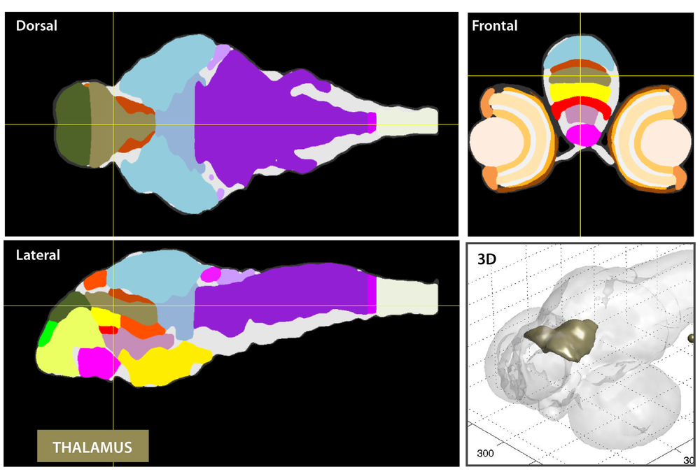 thalamus — Zebrafish UCL