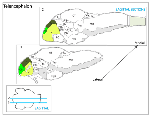 telencephalon — Zebrafish UCL