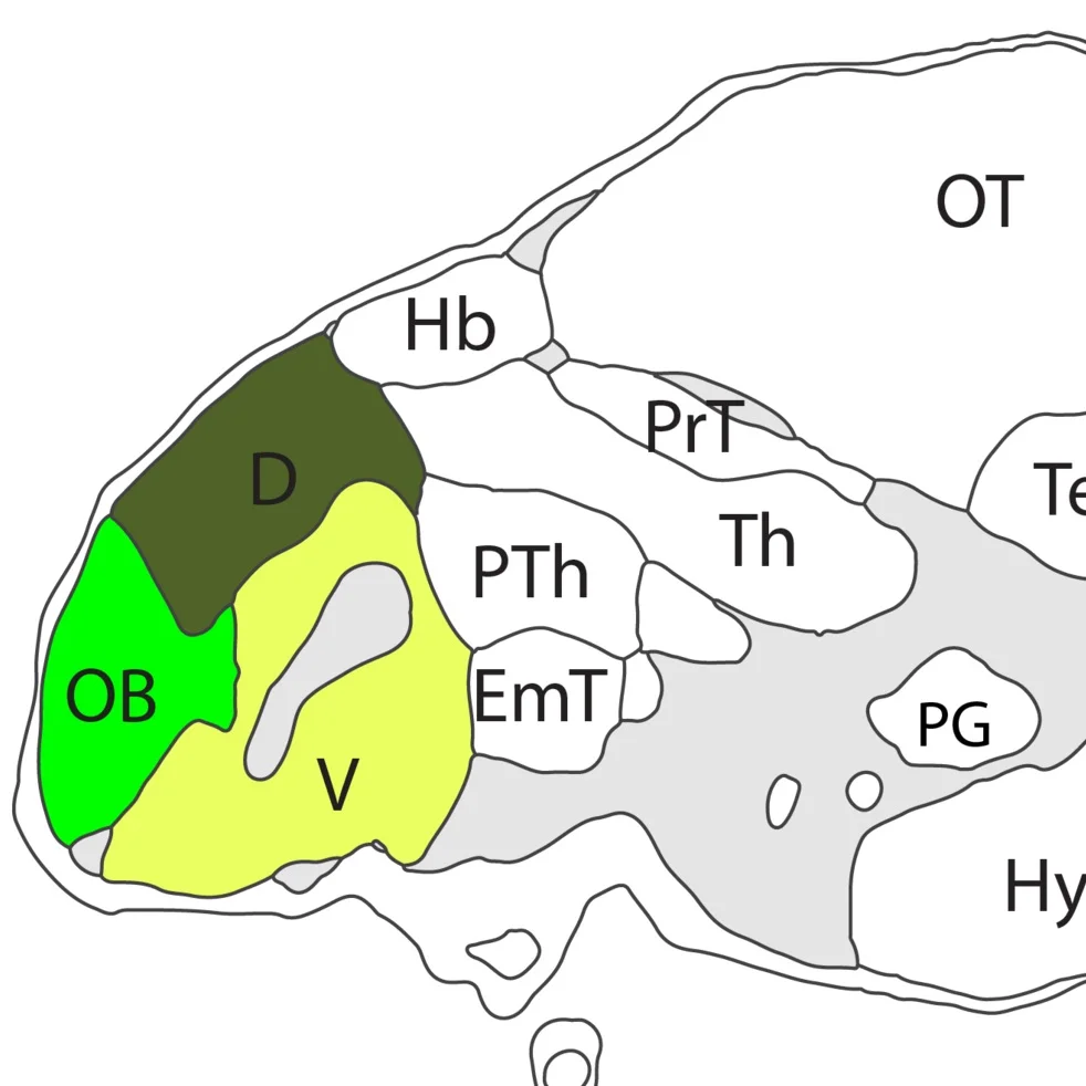 telencephalon — Zebrafish UCL