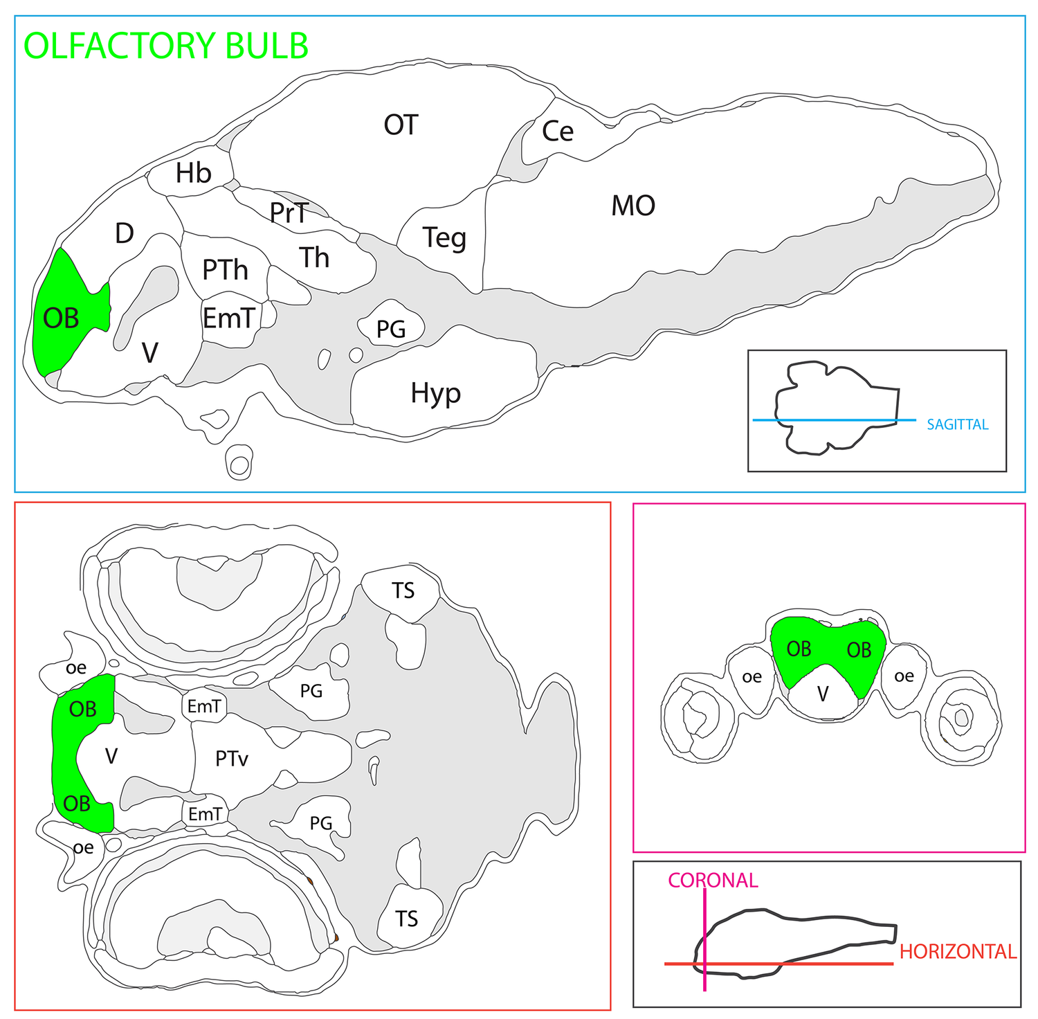 olfactory bulb — Zebrafish UCL
