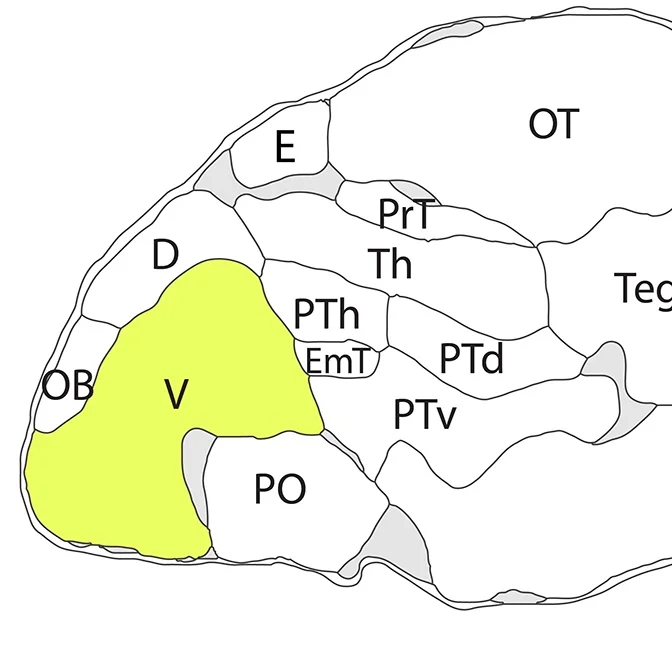 subpallium/ ventral telencephalon — Zebrafish UCL