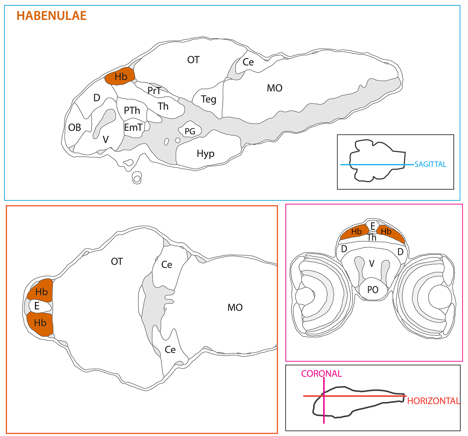 Forebrain Regions — Zebrafish UCL