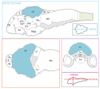optic tectum — Zebrafish UCL