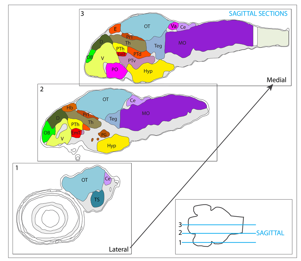 Vibe-Z Serial Sections — Zebrafish UCL