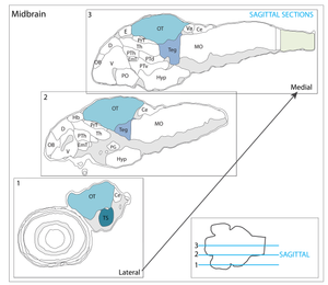 Midbrain — Zebrafish UCL