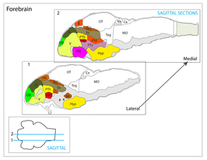 Forebrain — Zebrafish UCL