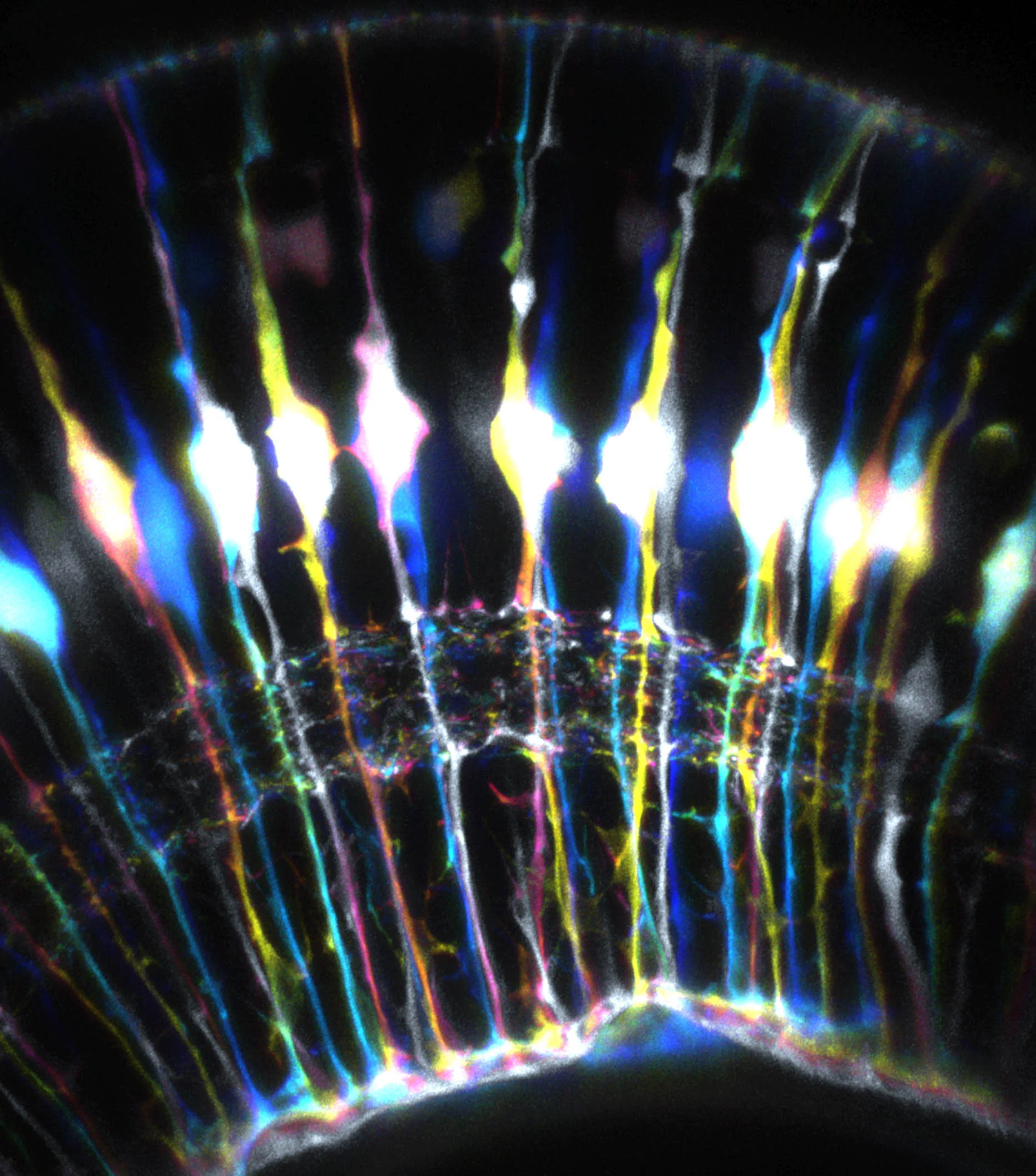 MacDonald Lab — Zebrafish UCL