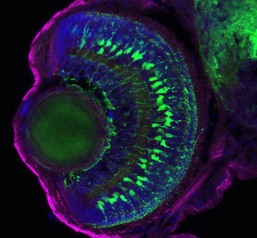 MacDonald Lab — Zebrafish UCL