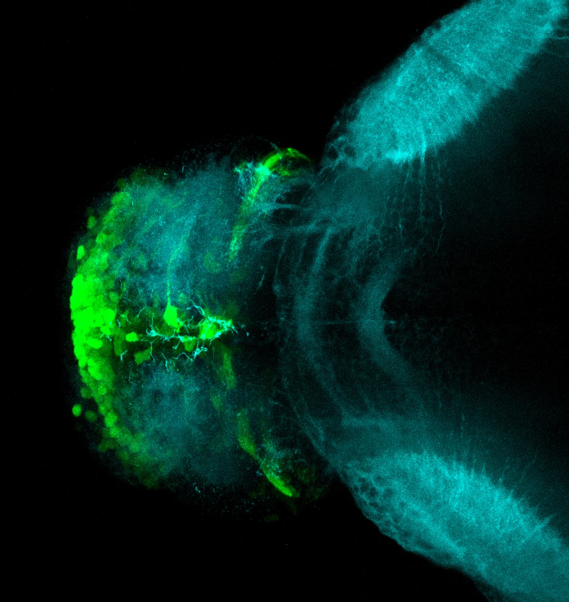 Transgenic lines — Zebrafish UCL