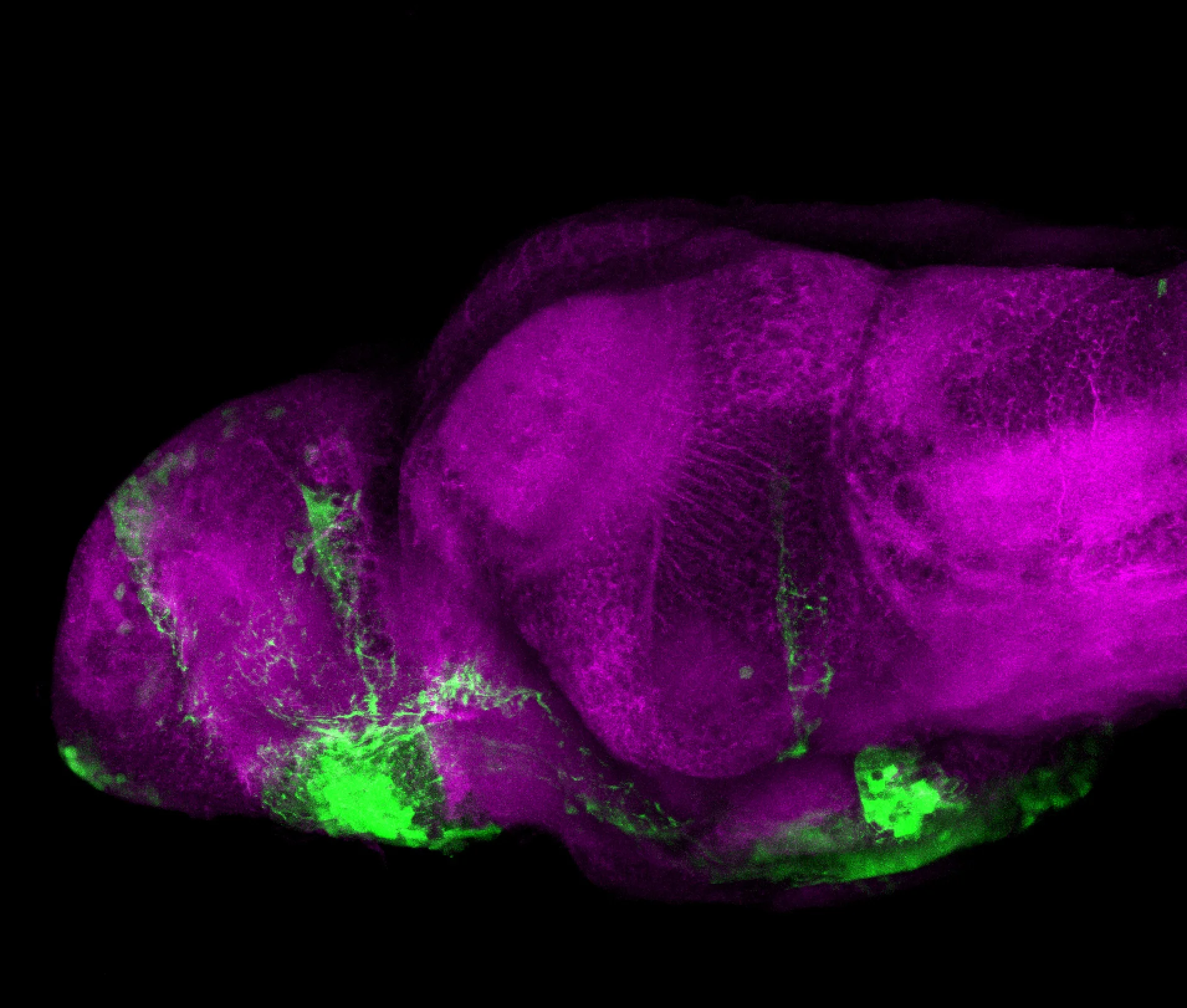 Transgenic lines — Zebrafish UCL