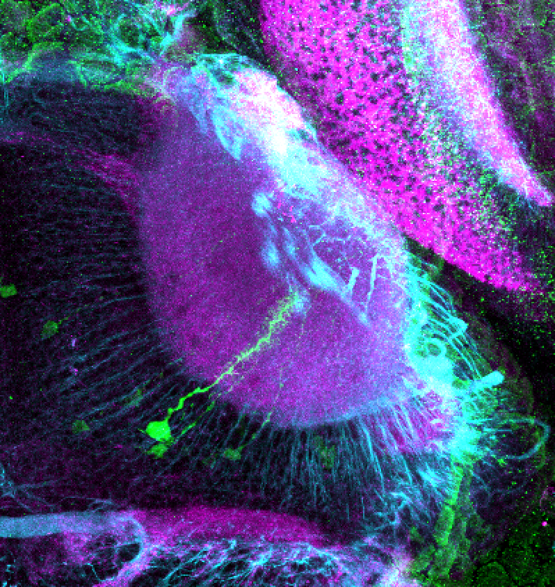 optic tectum — Zebrafish UCL