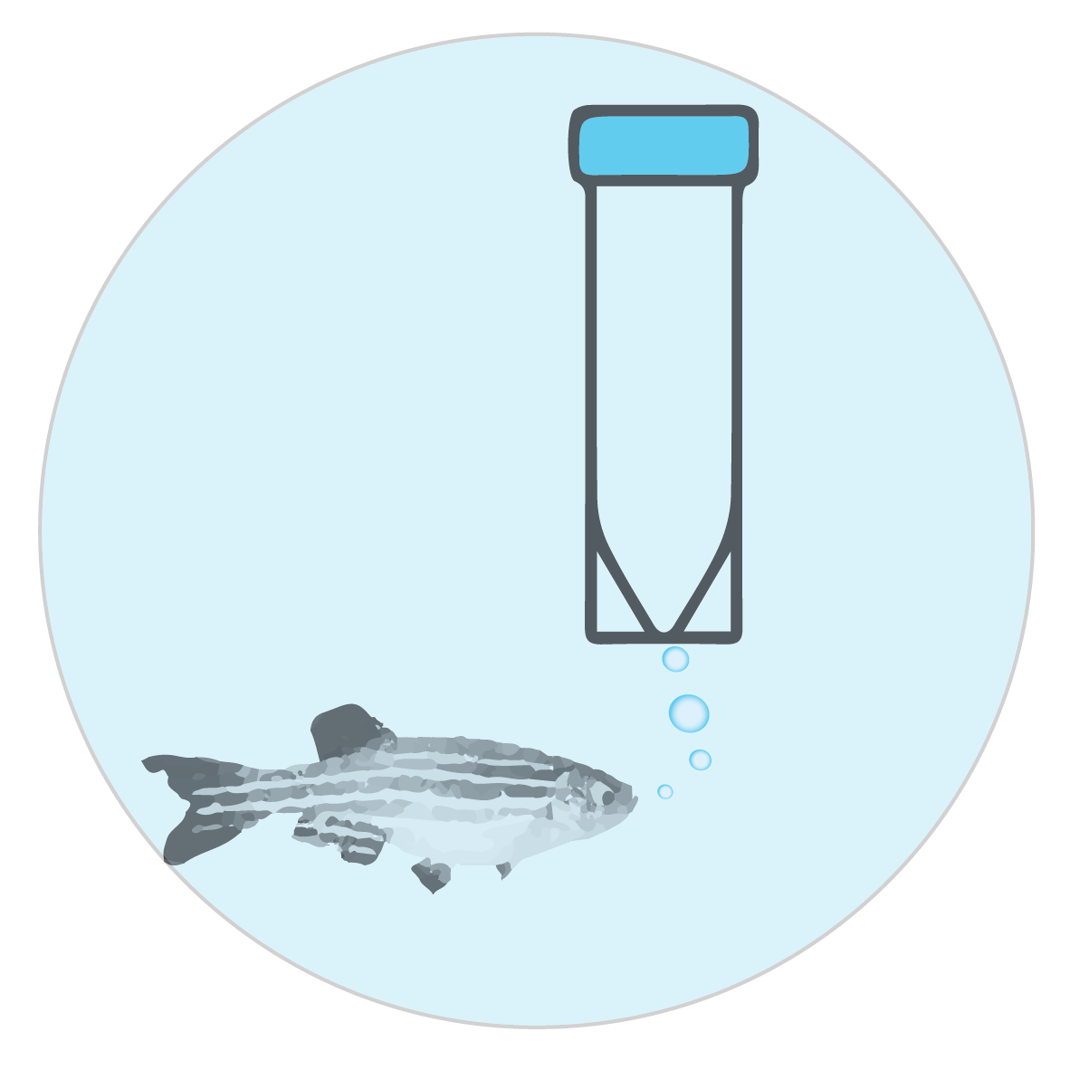 Zebrafish UCL