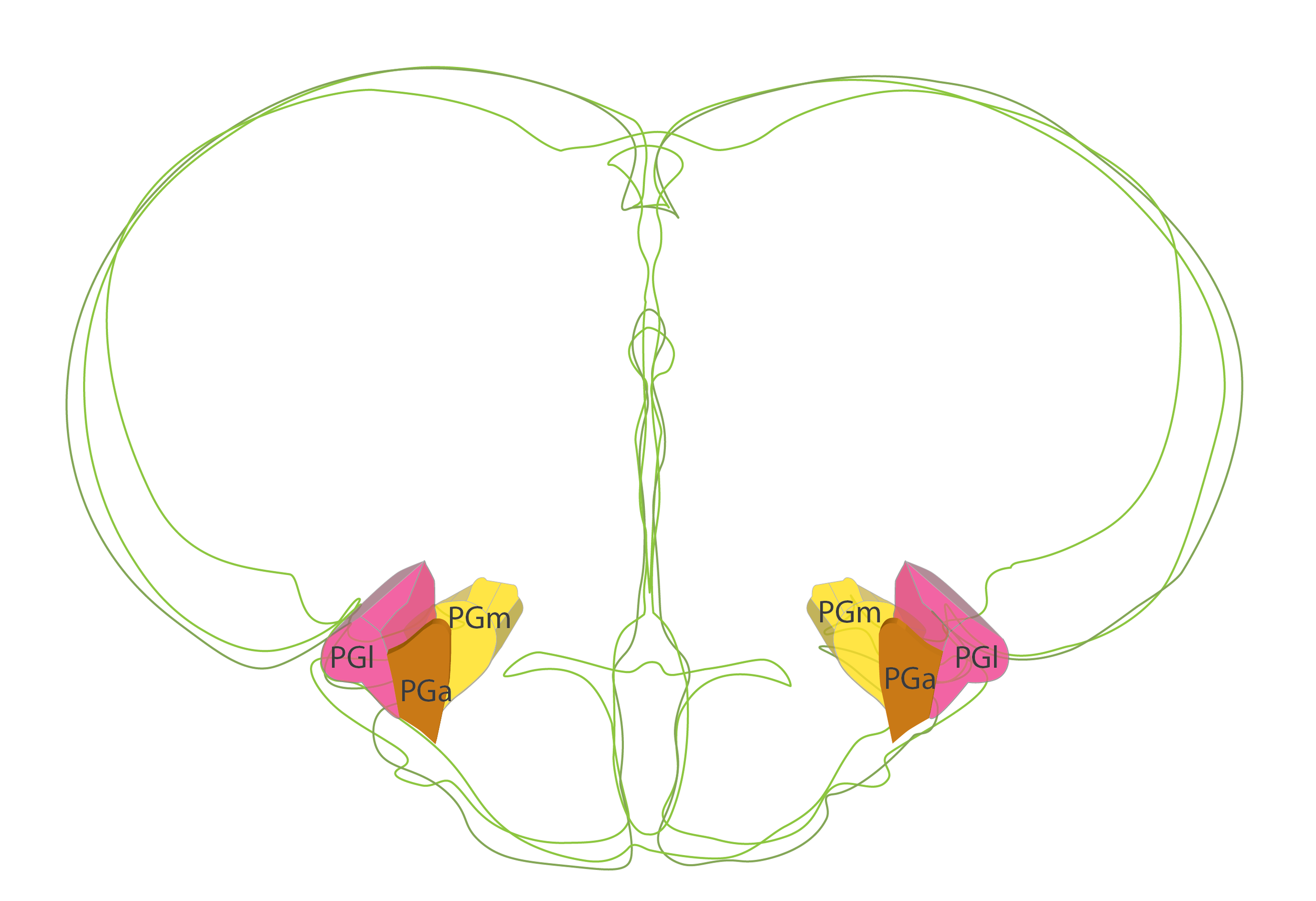 Forebrain Regions — Zebrafish UCL