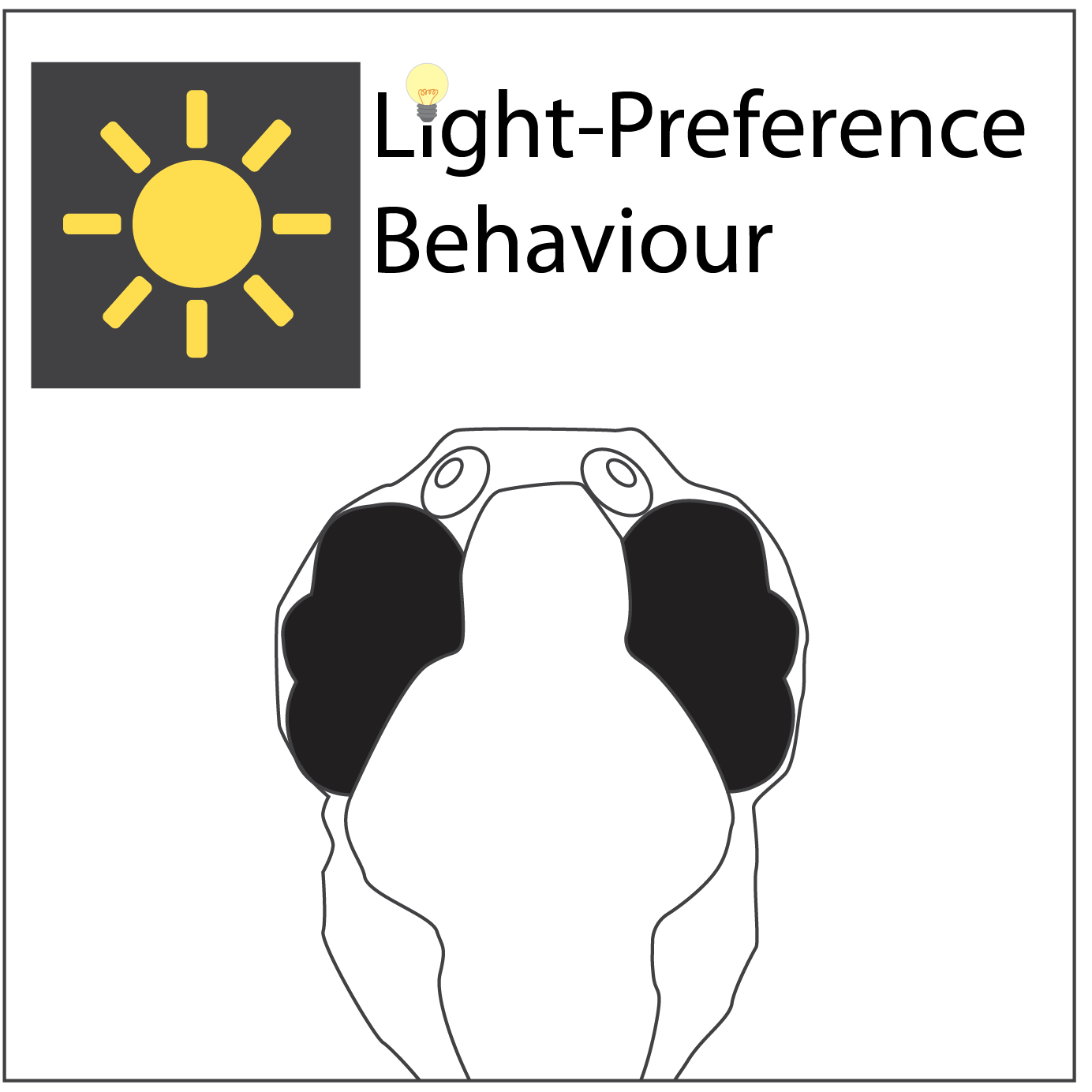Retinofugal Projections — Zebrafish UCL