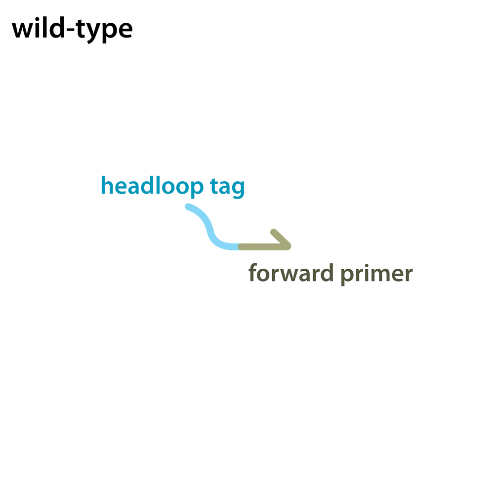 headloop PCR — Zebrafish UCL