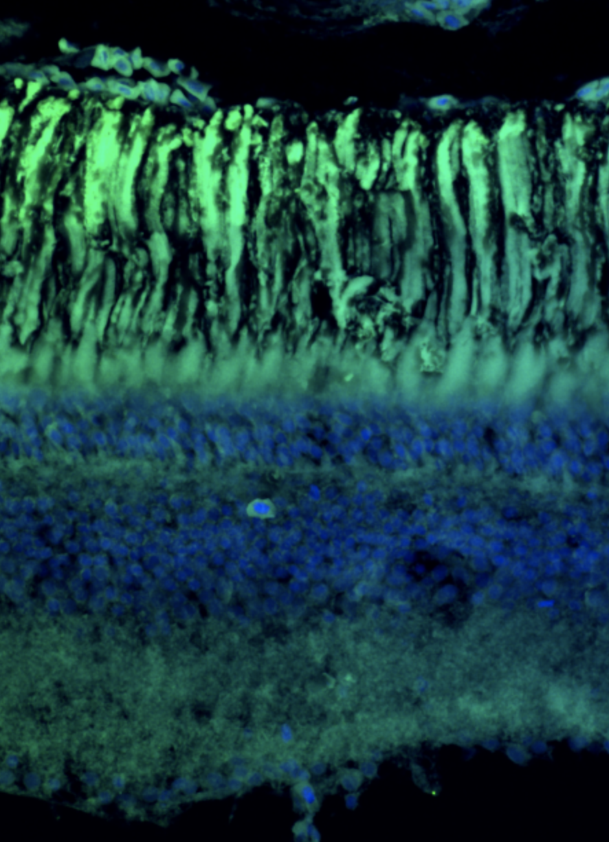 Ganglion cells — Zebrafish UCL