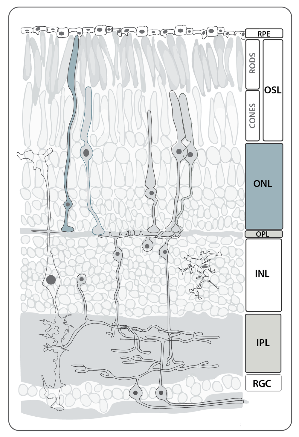 Rods — Zebrafish UCL
