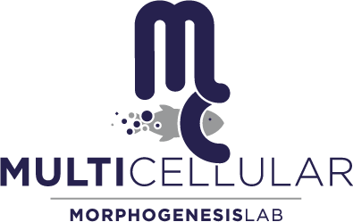 Mongera Lab — Zebrafish UCL