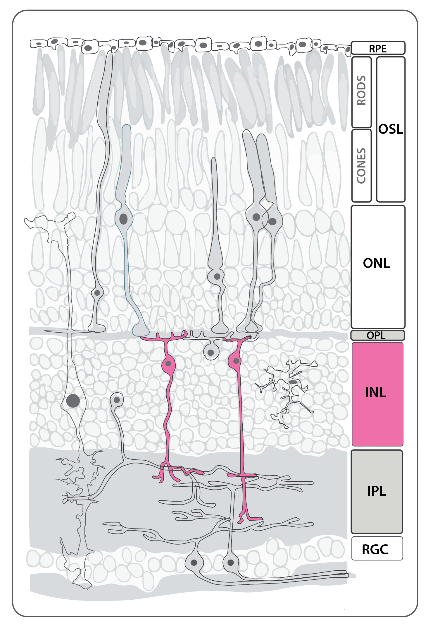 Bipolar Cells — Zebrafish UCL