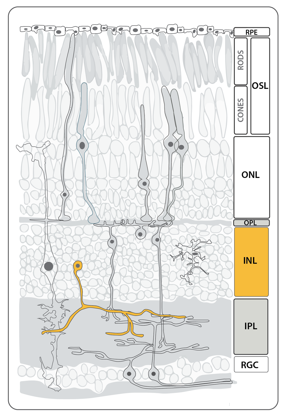 Retinal Cell Types — Zebrafish UCL