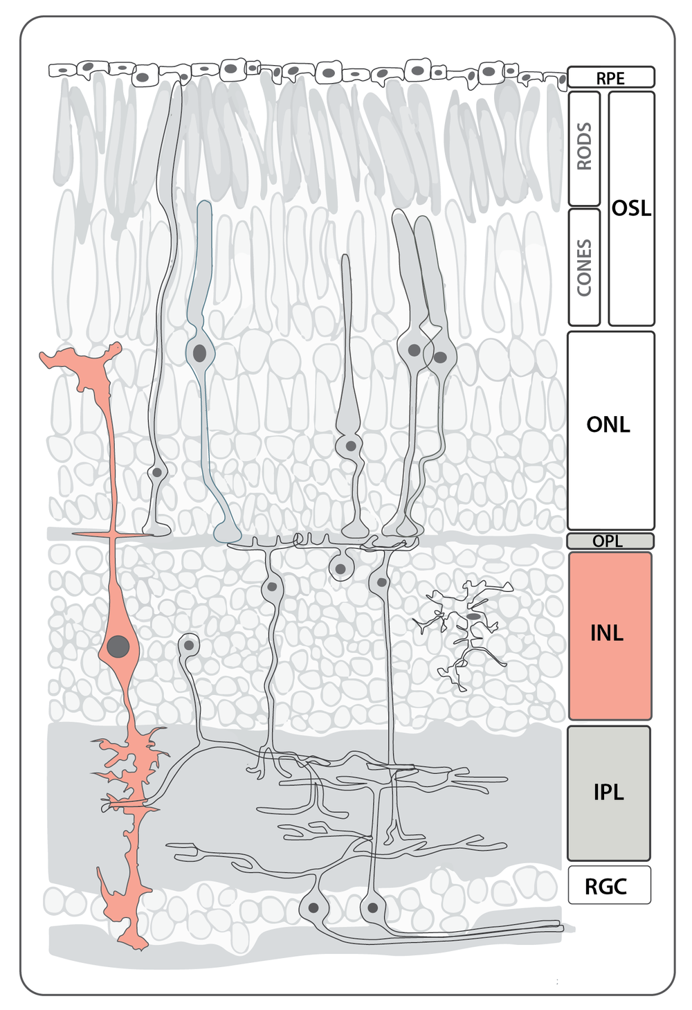 muller glia — Zebrafish UCL