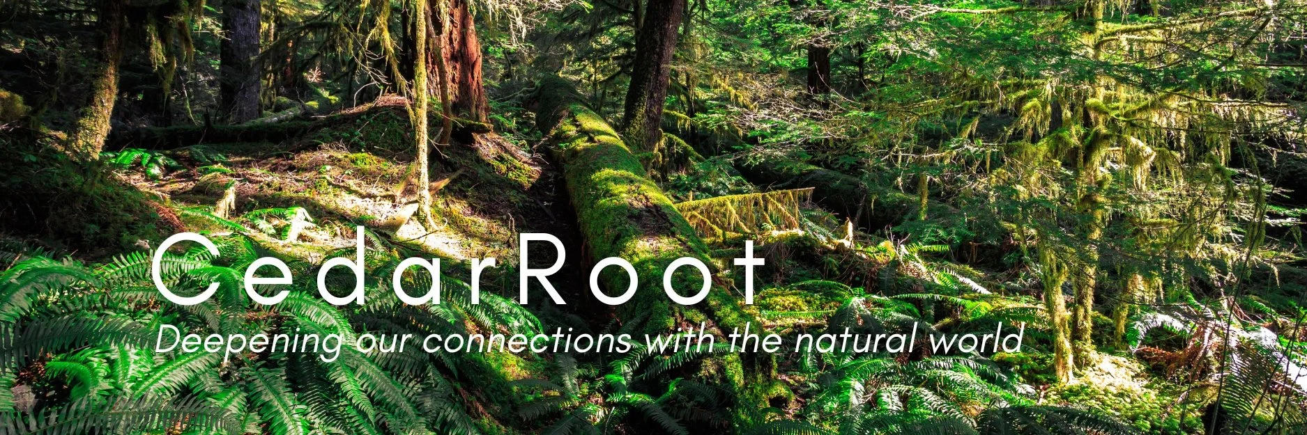 CedarRoot