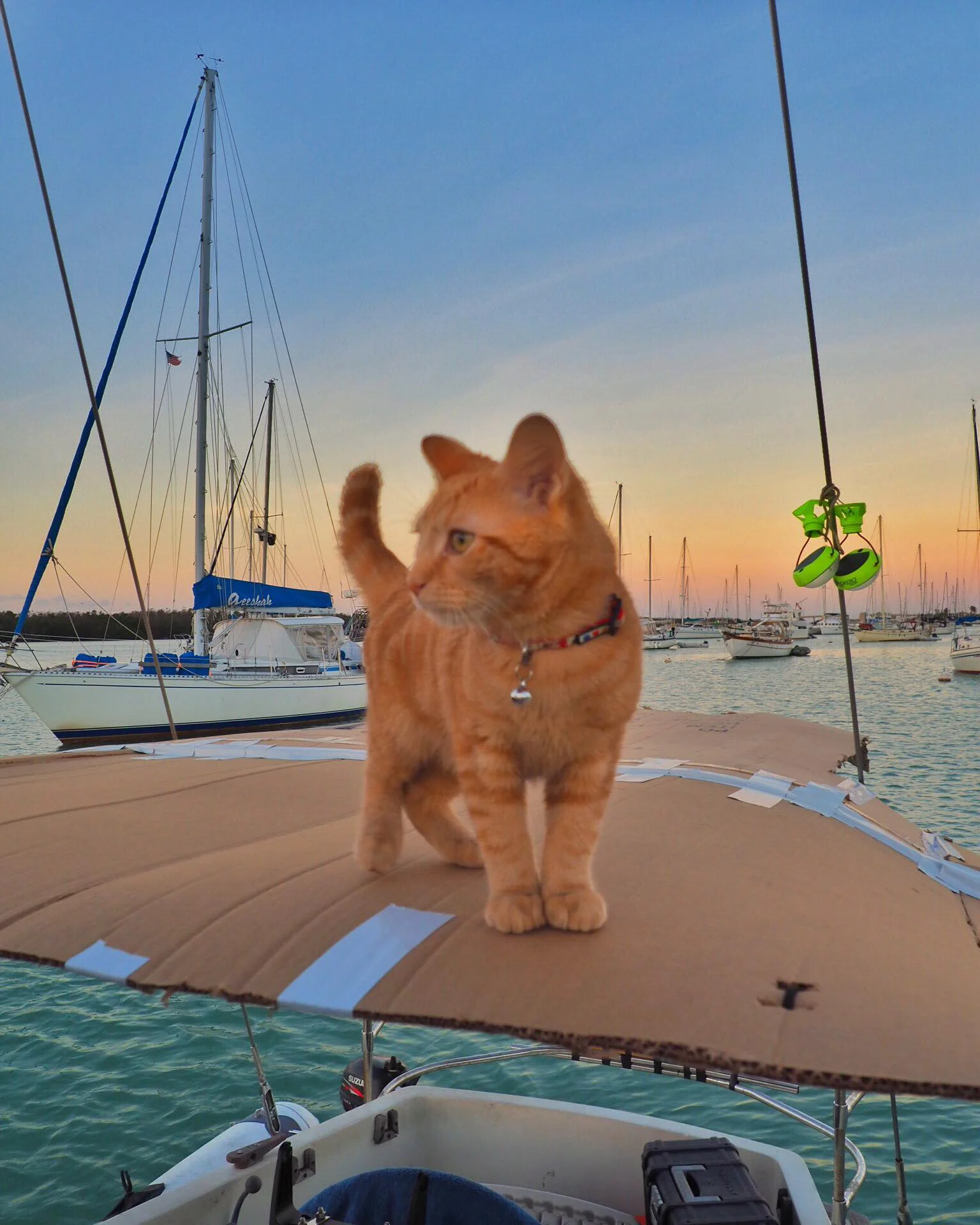 Meet Captain Ahab - Our New Sailor Cat Who Will Sail Around the World ...