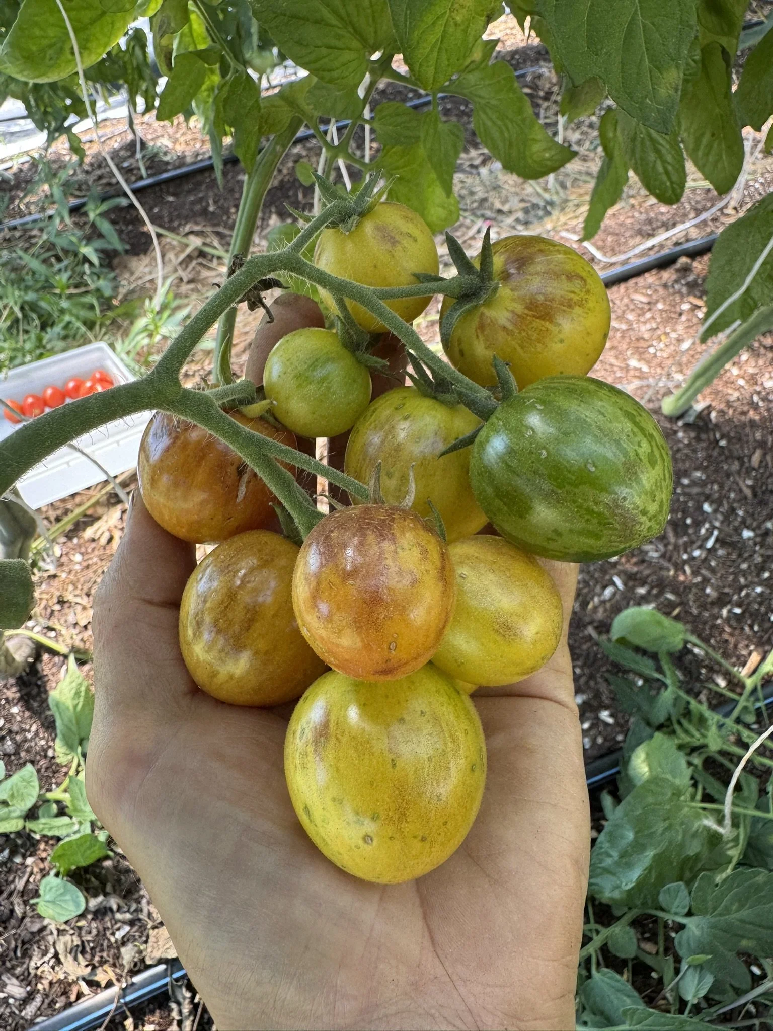 Tomato-Cosmic Purple Rain (cherry) — Orange Circle Farm