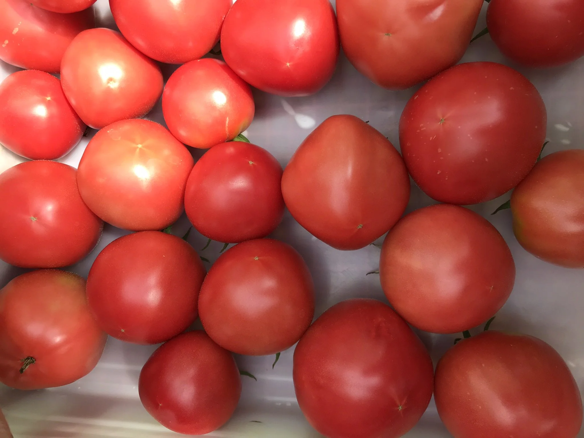 Tomatoes — Orange Circle Farm
