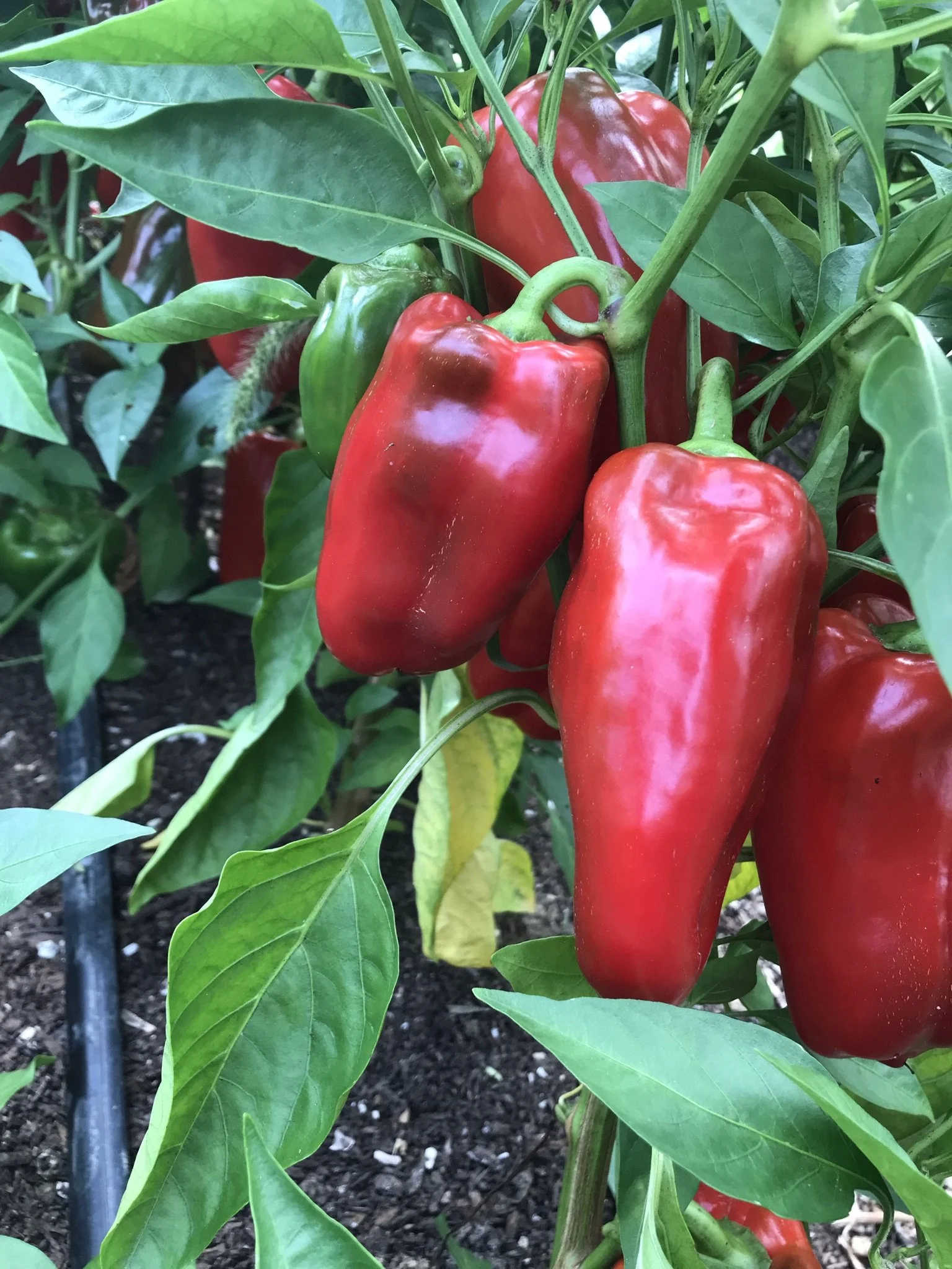 Peppers — Orange Circle Farm