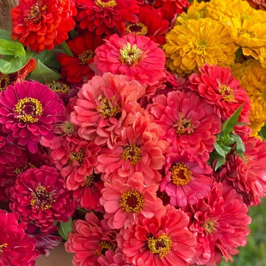 Zinnia-Benary's Giant Coral — Orange Circle Farm