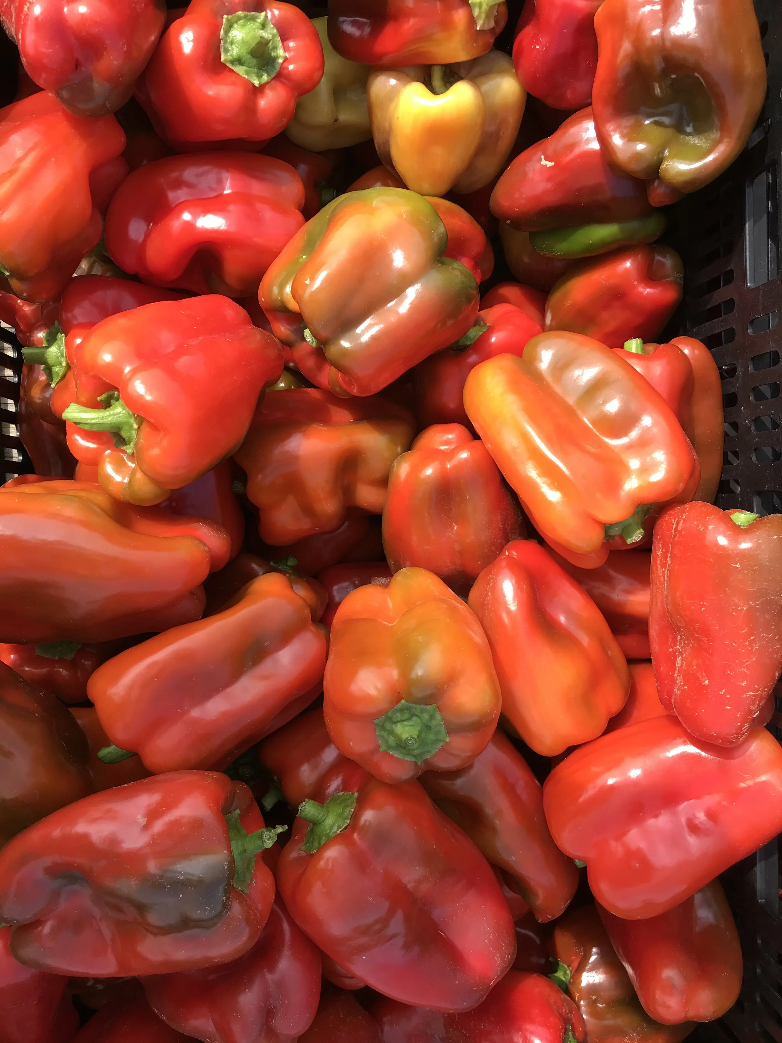Peppers — Orange Circle Farm